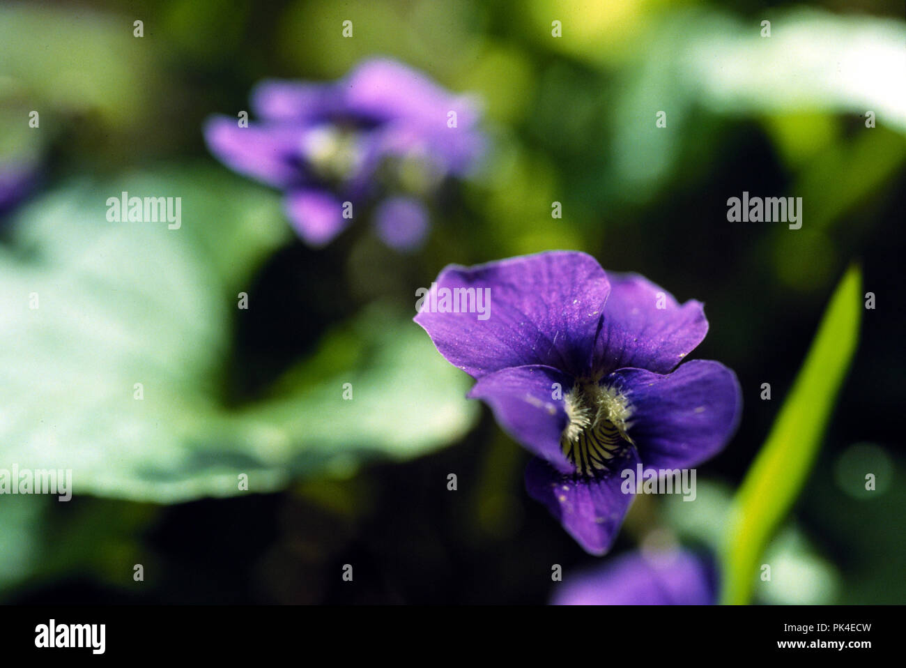 wildflower38/021402 -- Common Blue Violet Stock Photo - Alamy