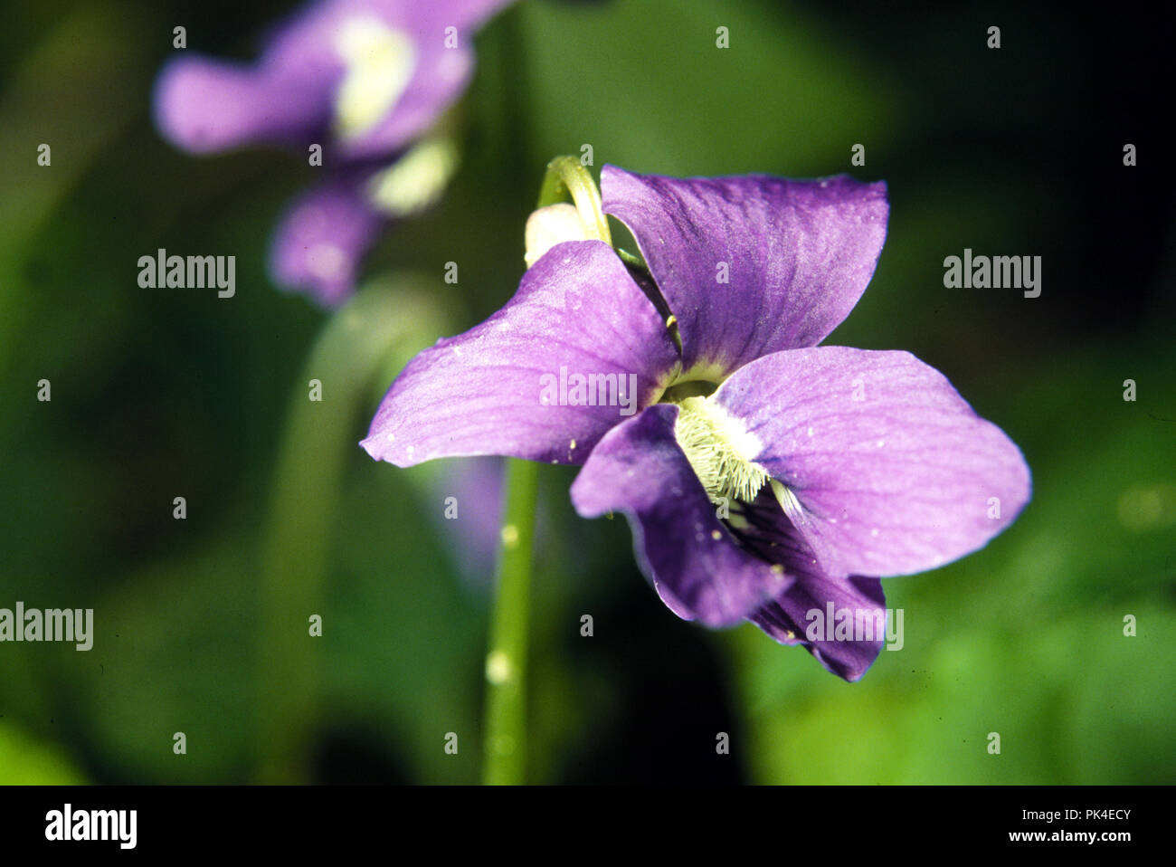 Viola Papilionacea High Resolution Stock Photography and Images - Alamy