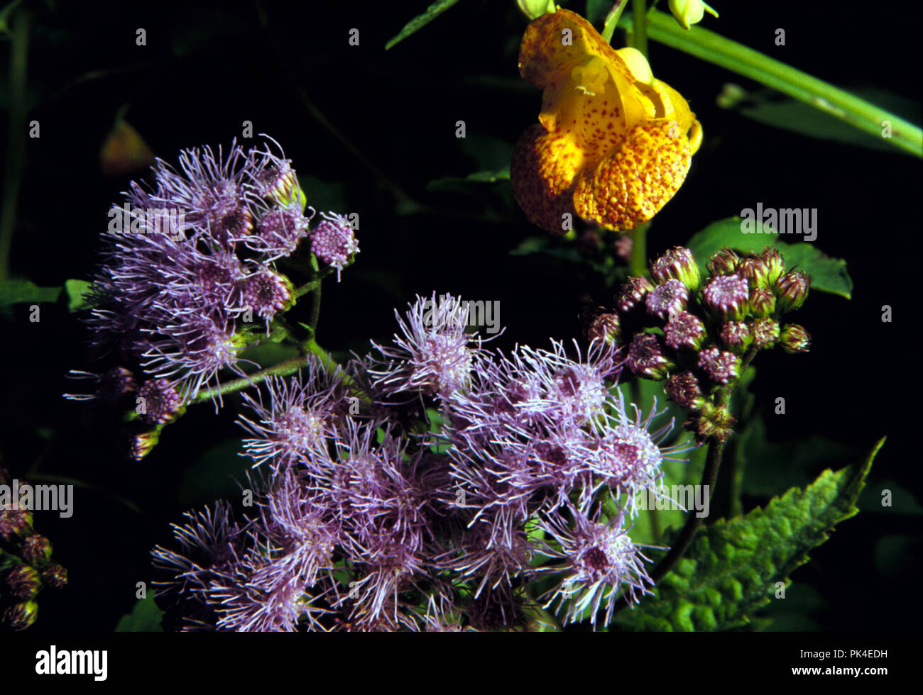 Spotted Touch Me Not High Resolution Stock Photography and Images - Alamy