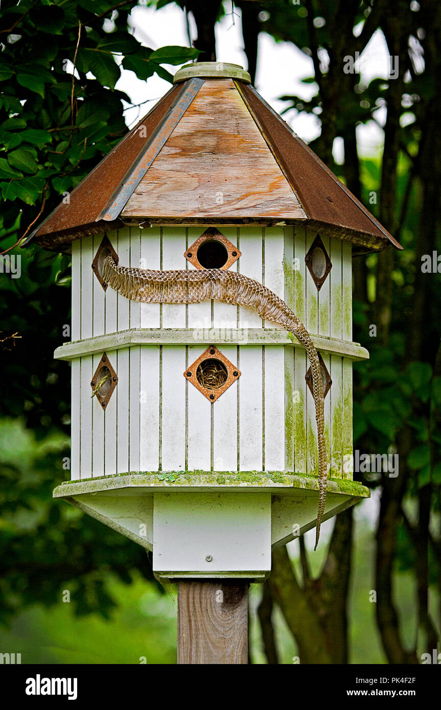 Large snake skin left fully in tact outside of tall birdhouse in garden ...