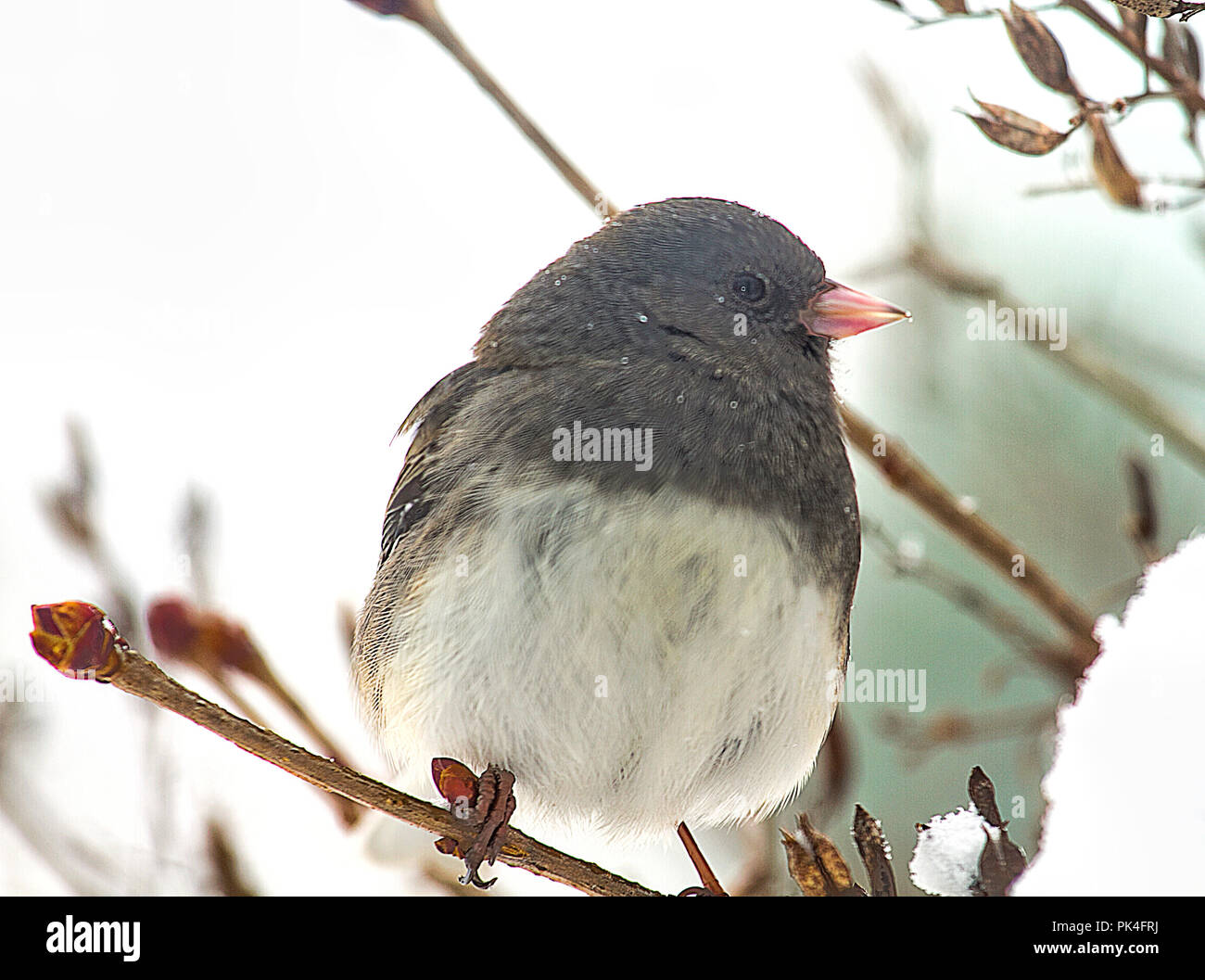 Birds perched on feeder and/or branches after snow storm. Some are ...