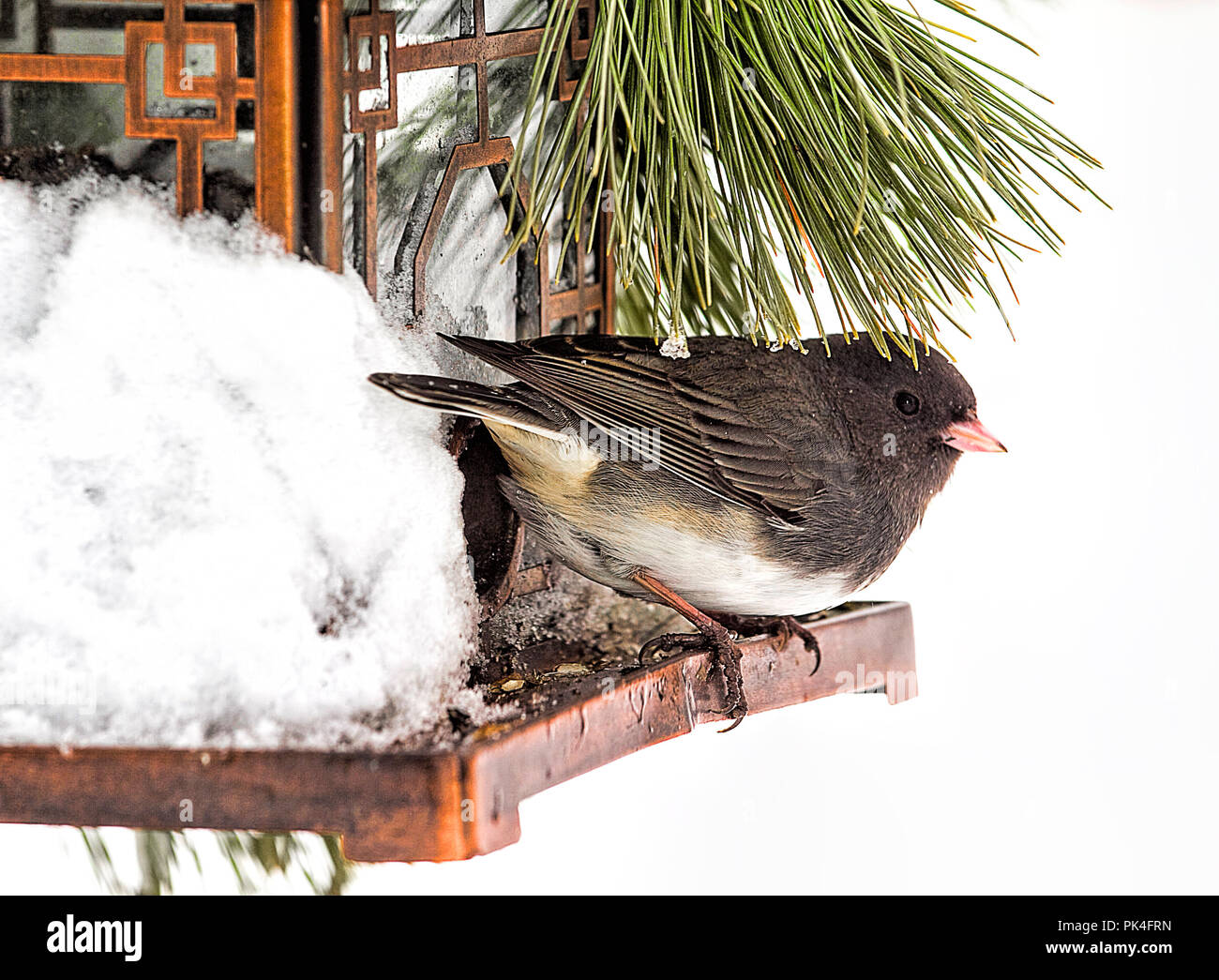 Red cardinal snow hi-res stock photography and images - Alamy