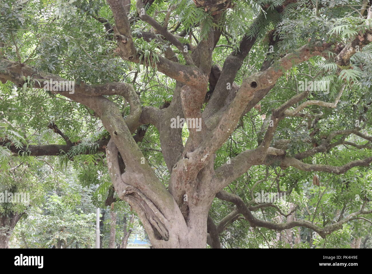 Kigelia africana hi-res stock photography and images - Alamy