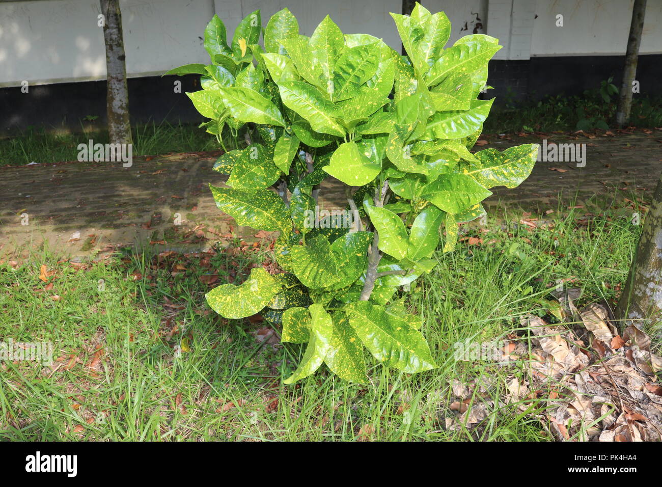 Beauty leaf tree hi-res stock photography and images - Alamy