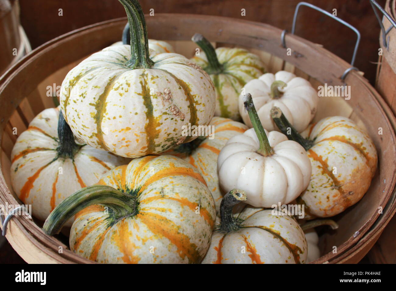 Clean first of the season small fall pumpkins getting readied for sale ...