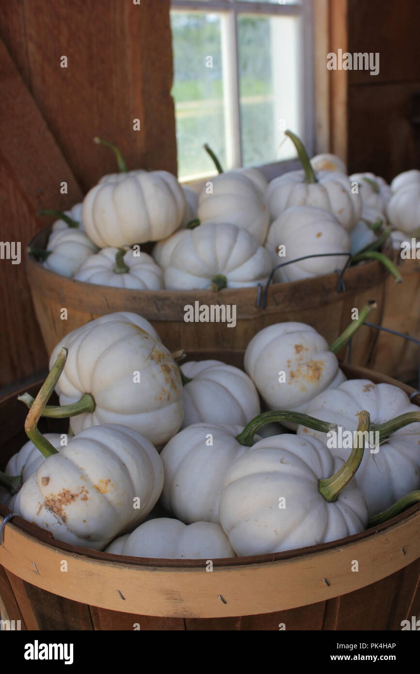 Clean first of the season small fall pumpkins getting readied for sale ...