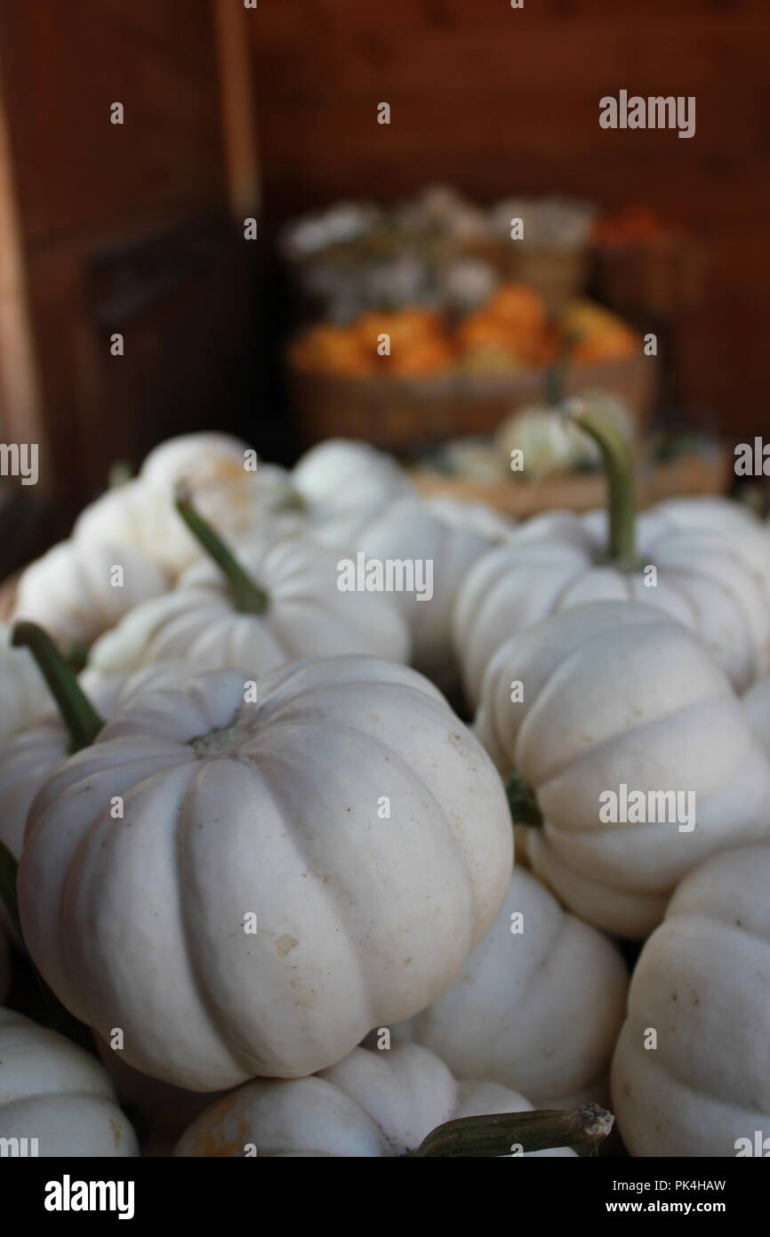 Clean first of the season small fall pumpkins getting readied for sale ...