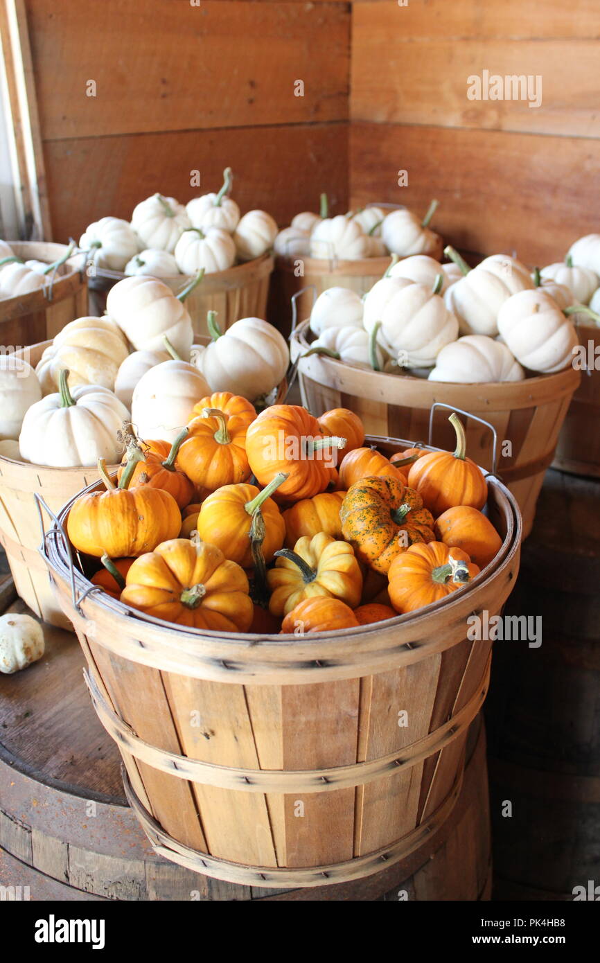 Clean first of the season small fall pumpkins getting readied for sale ...