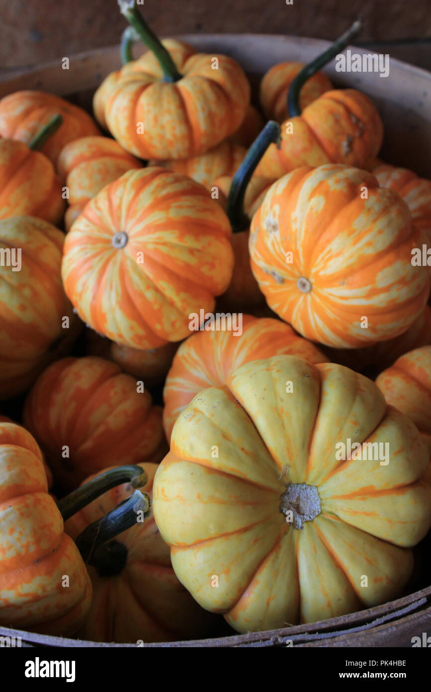 Clean first of the season small fall pumpkins getting readied for sale ...