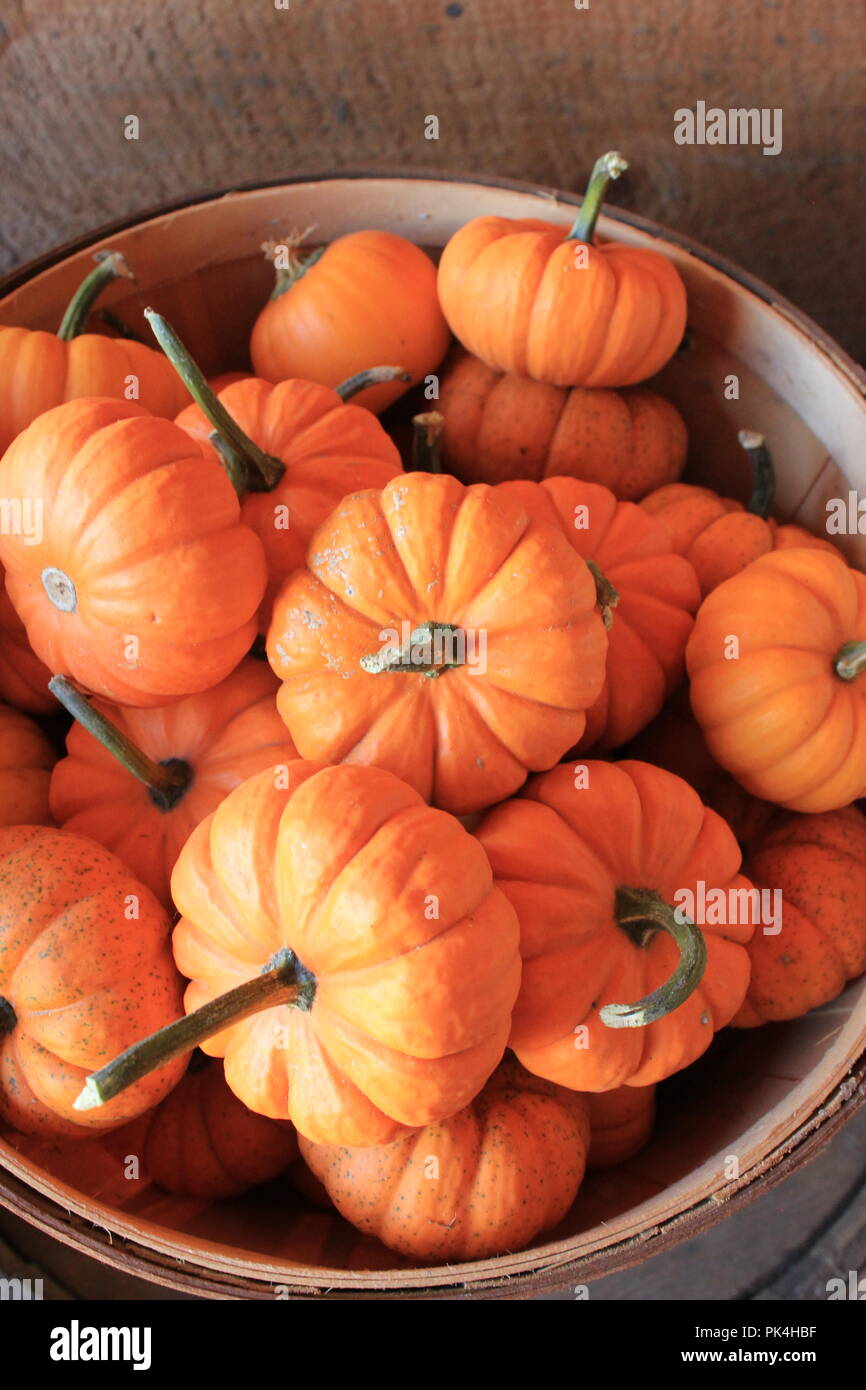 Clean first of the season small fall pumpkins getting readied for sale ...