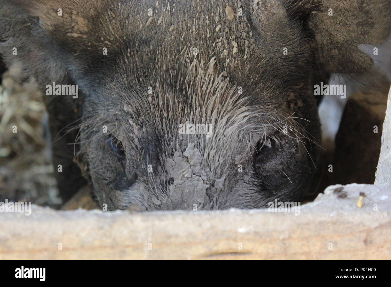 Pig Pen High Resolution Stock Photography and Images - Alamy