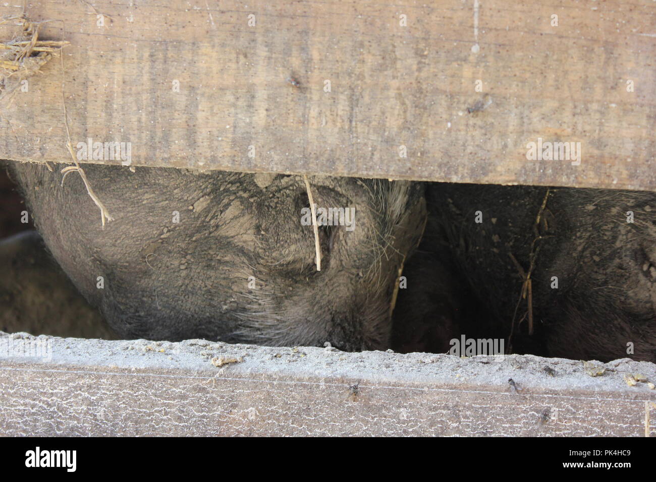 Domestic pig foraging for food Stock Photo - Alamy