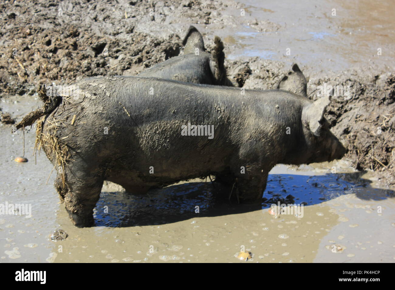 Hanging Pig High Resolution Stock Photography and Images - Alamy