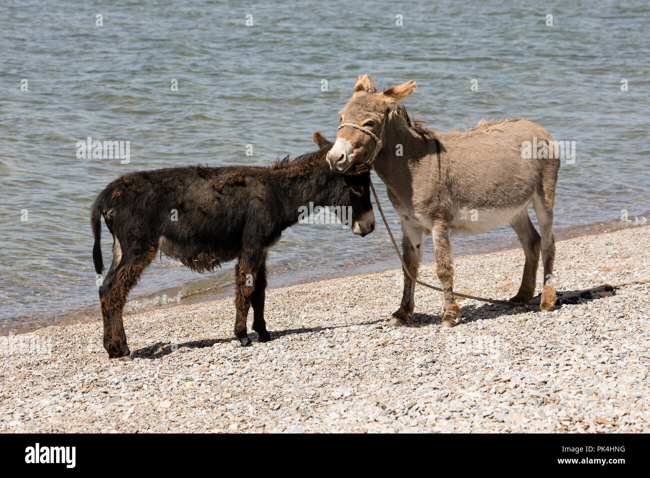 Donkey friends hi-res stock photography and images - Alamy