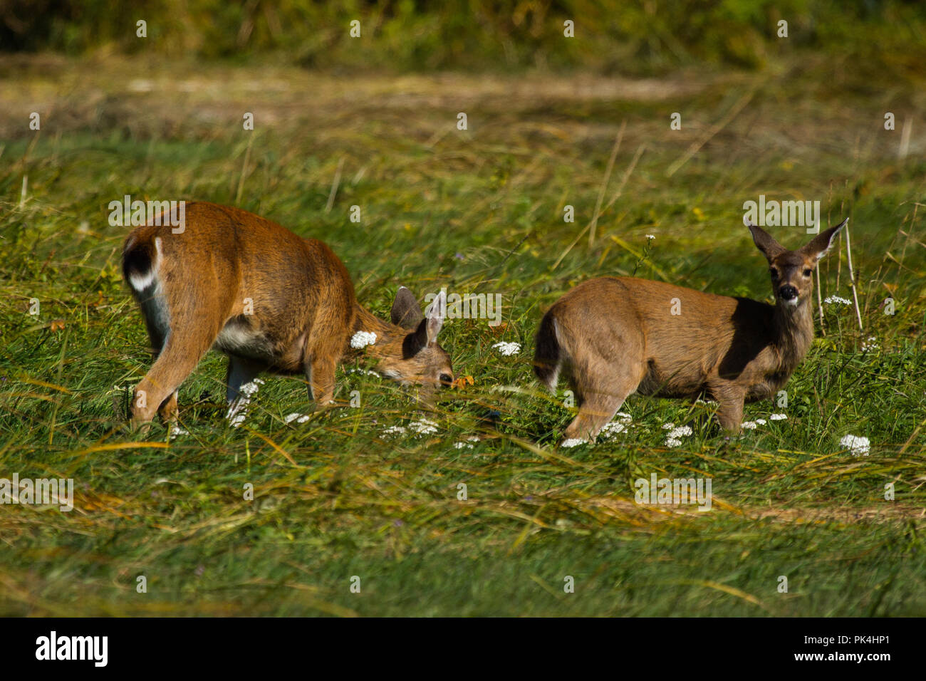 Rehe hi-res stock photography and images - Alamy