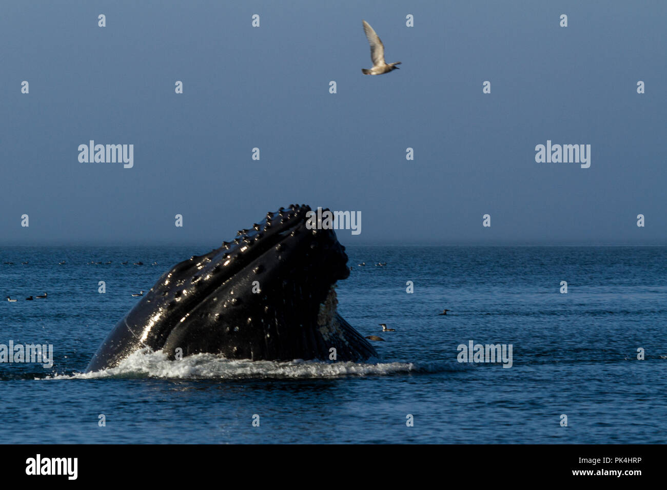 Buckelwal hi-res stock photography and images - Alamy