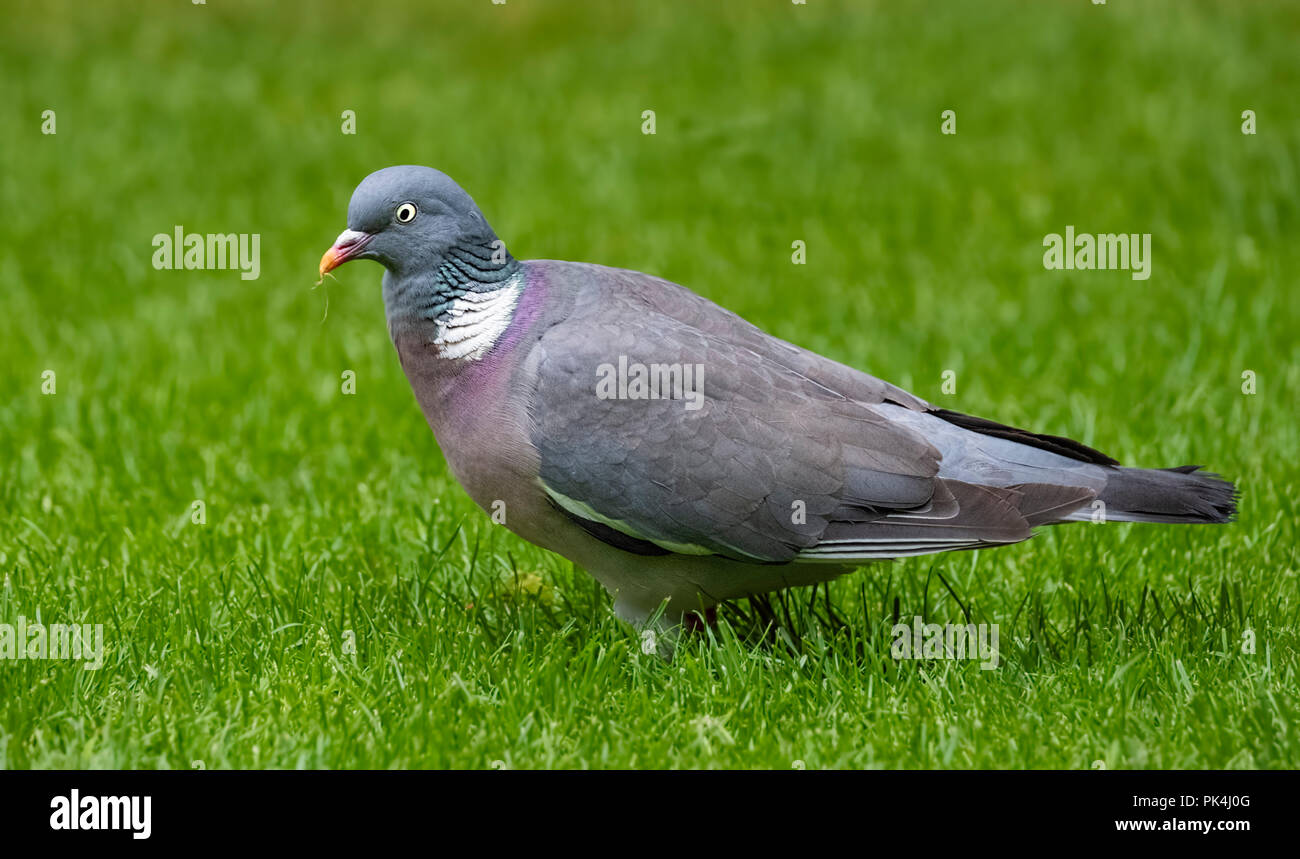 Wood Pigeon UK Columba palambus Stock Photo - Alamy
