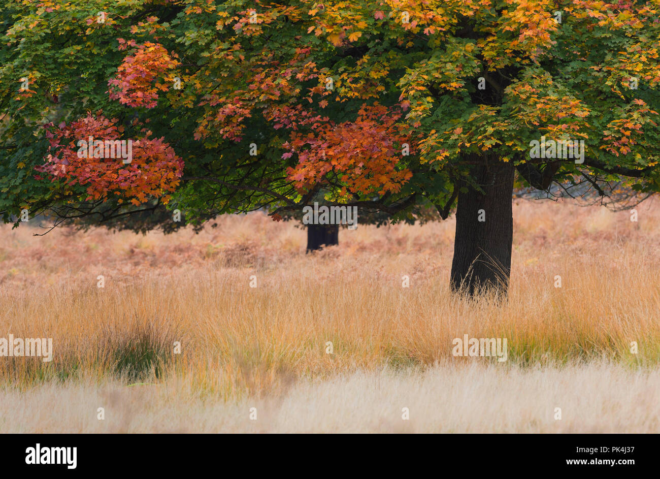 Autumn Trees Uk High Resolution Stock Photography and Images - Alamy