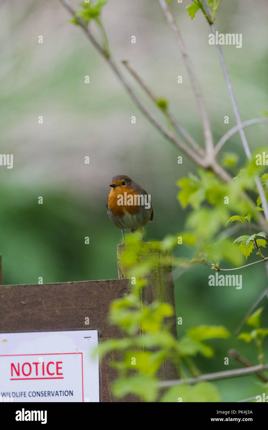 Wildlife Conservation Sign with Robin above Stock Photo - Alamy
