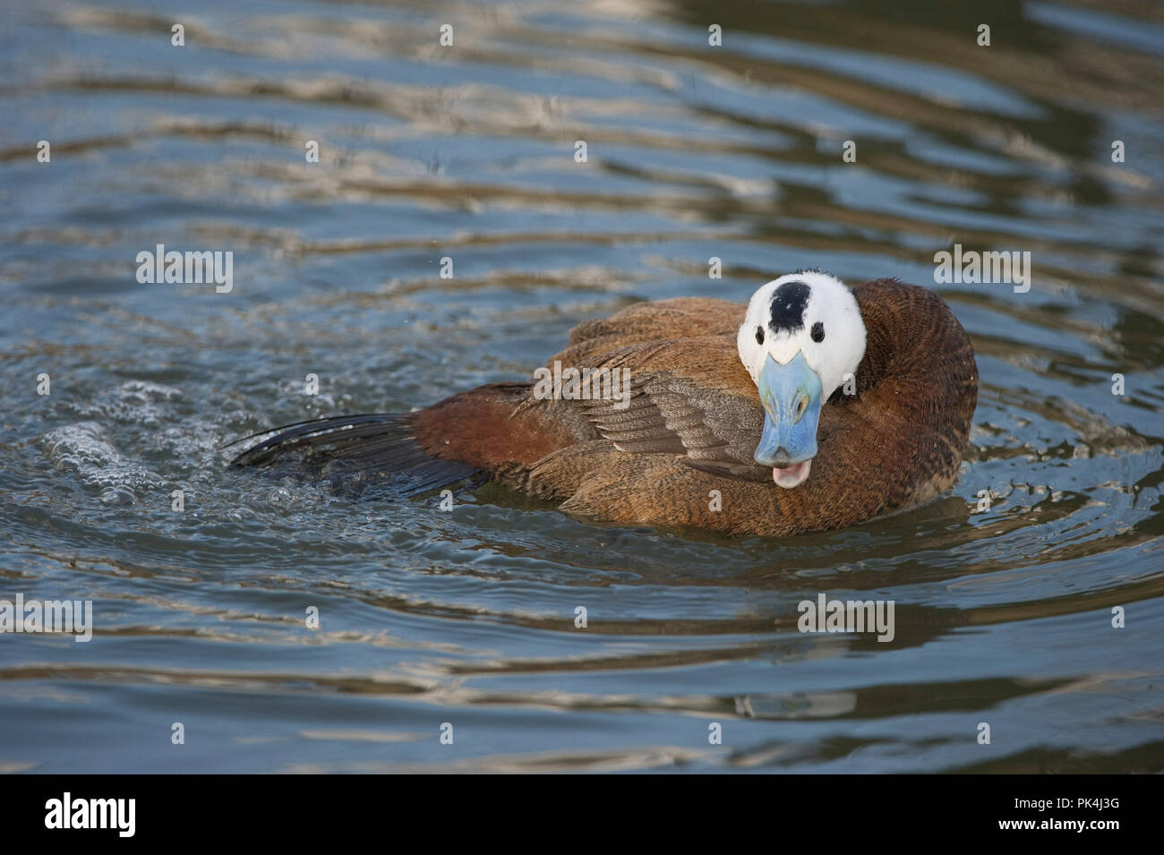 Male Ruddy Duck Oxyura Jamaicensis Stock Photo - Alamy