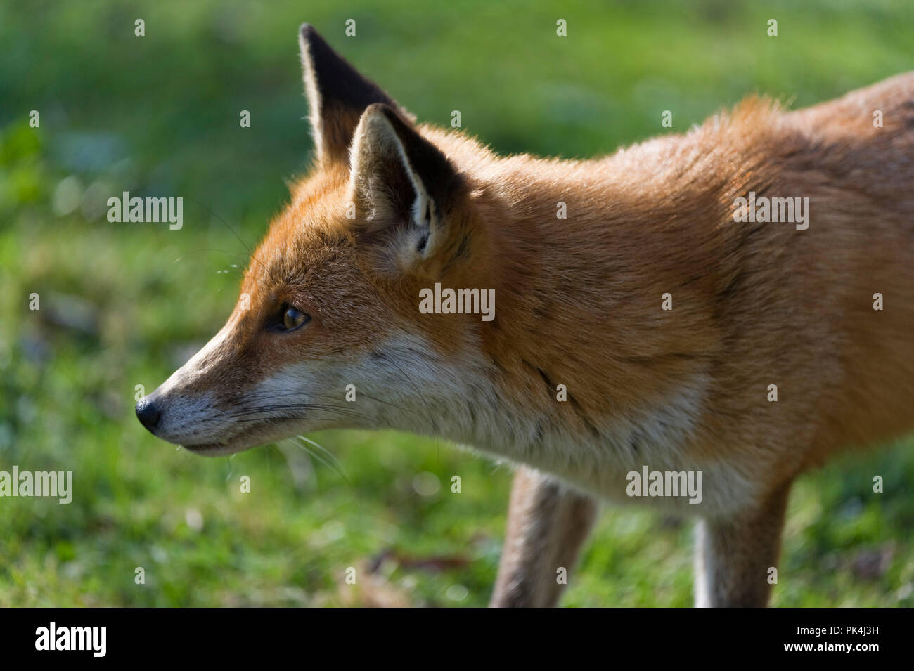 Female Red Fox Portrait Vulpes vulpes Stock Photo - Alamy