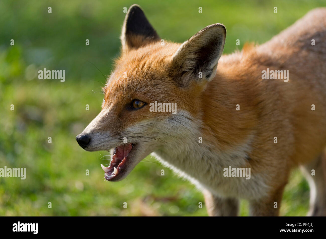 Female Red Fox yawning Portrait Vulpes vulpes Stock Photo - Alamy