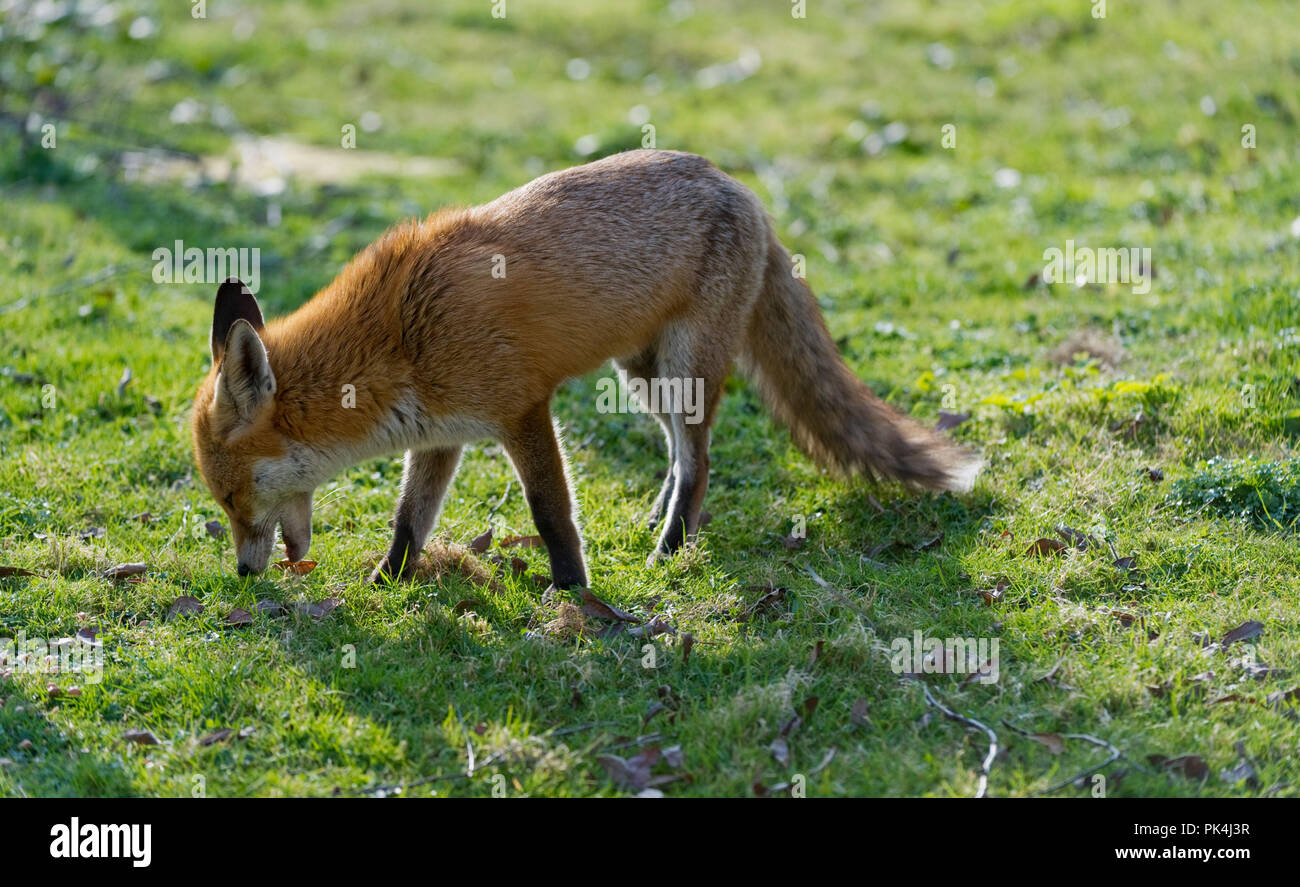Female Red Fox scavenging Vulpes vulpes Stock Photo - Alamy