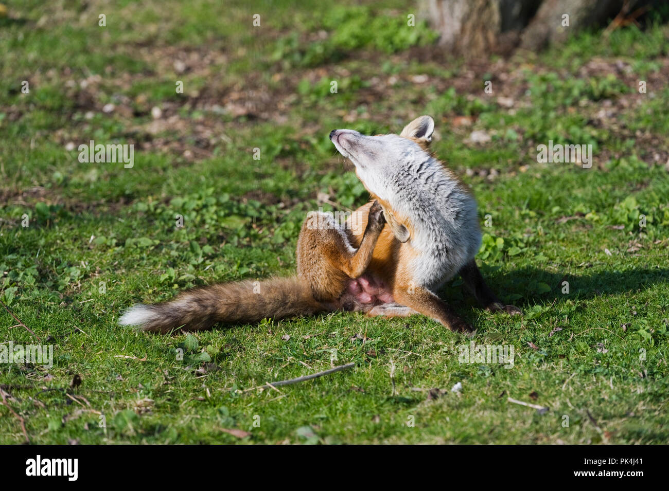 Female Red Fox scratching Vulpes vulpes Stock Photo - Alamy