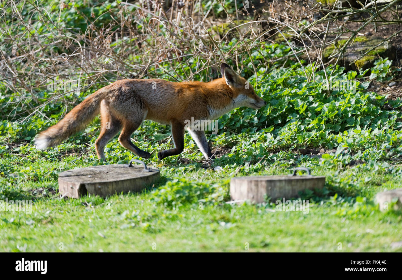 Female Red Fox walking Vulpes vulpes Stock Photo - Alamy