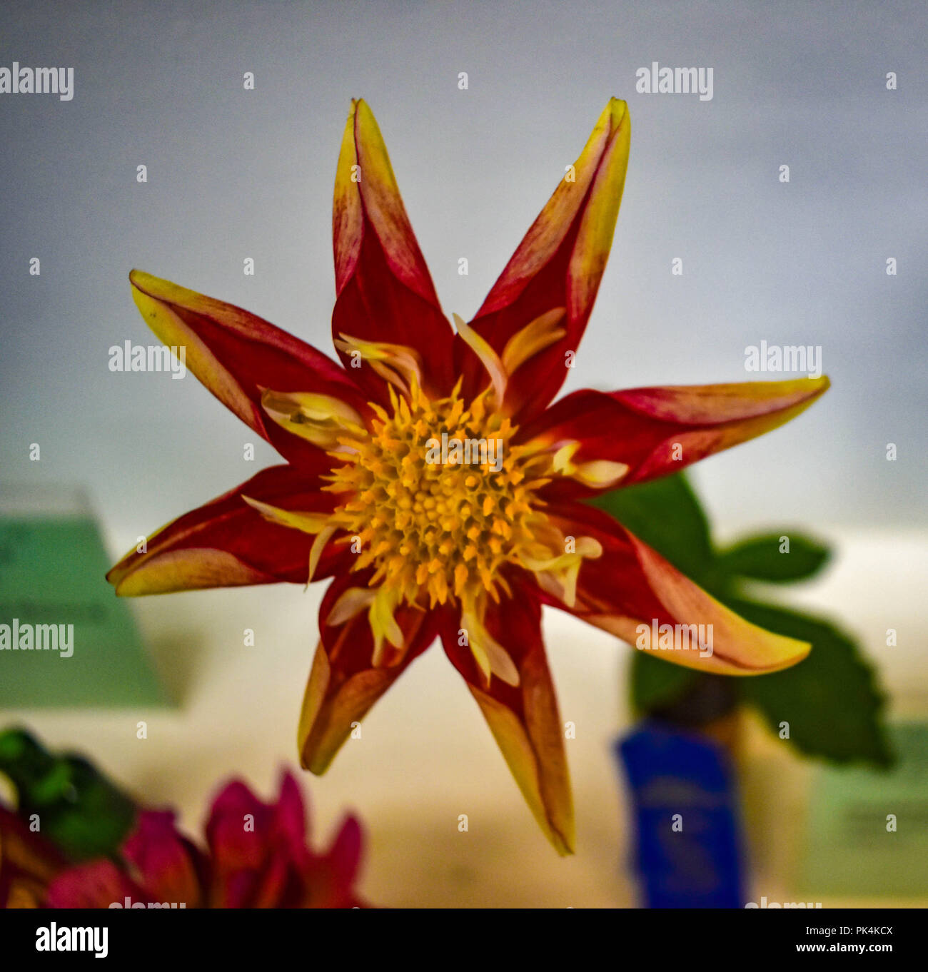 Alaska state fair hi-res stock photography and images - Alamy