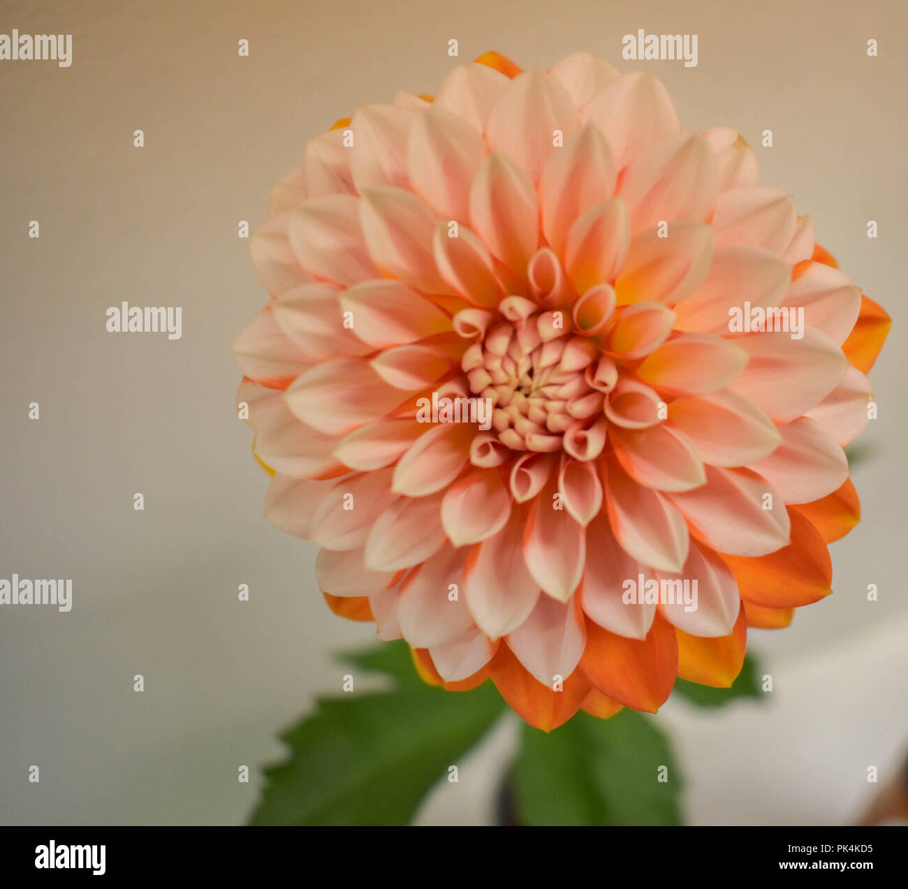 Flowers of the Alaska State Fair Stock Photo - Alamy