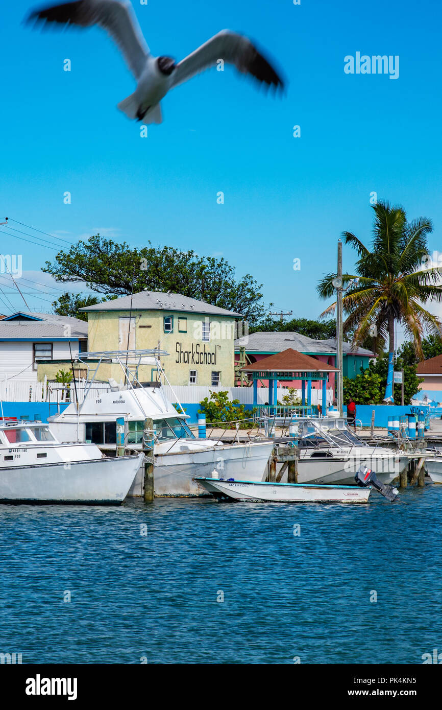 Seagull bird flying at Marina dock at Rosie’s Place in Grand Cay Abacos ...