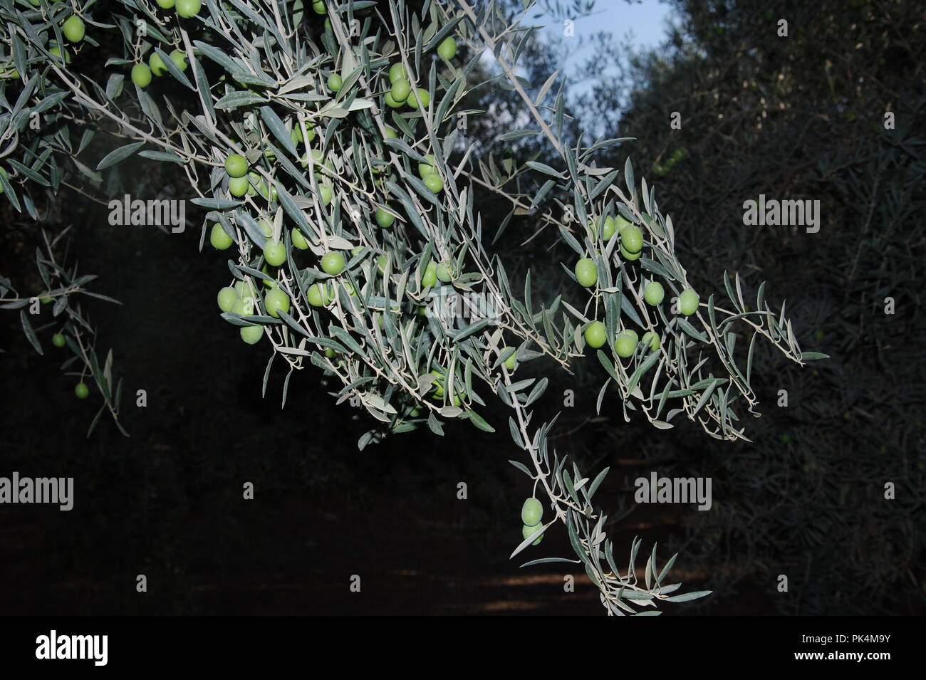 Olive tree in barrel hi-res stock photography and images - Alamy