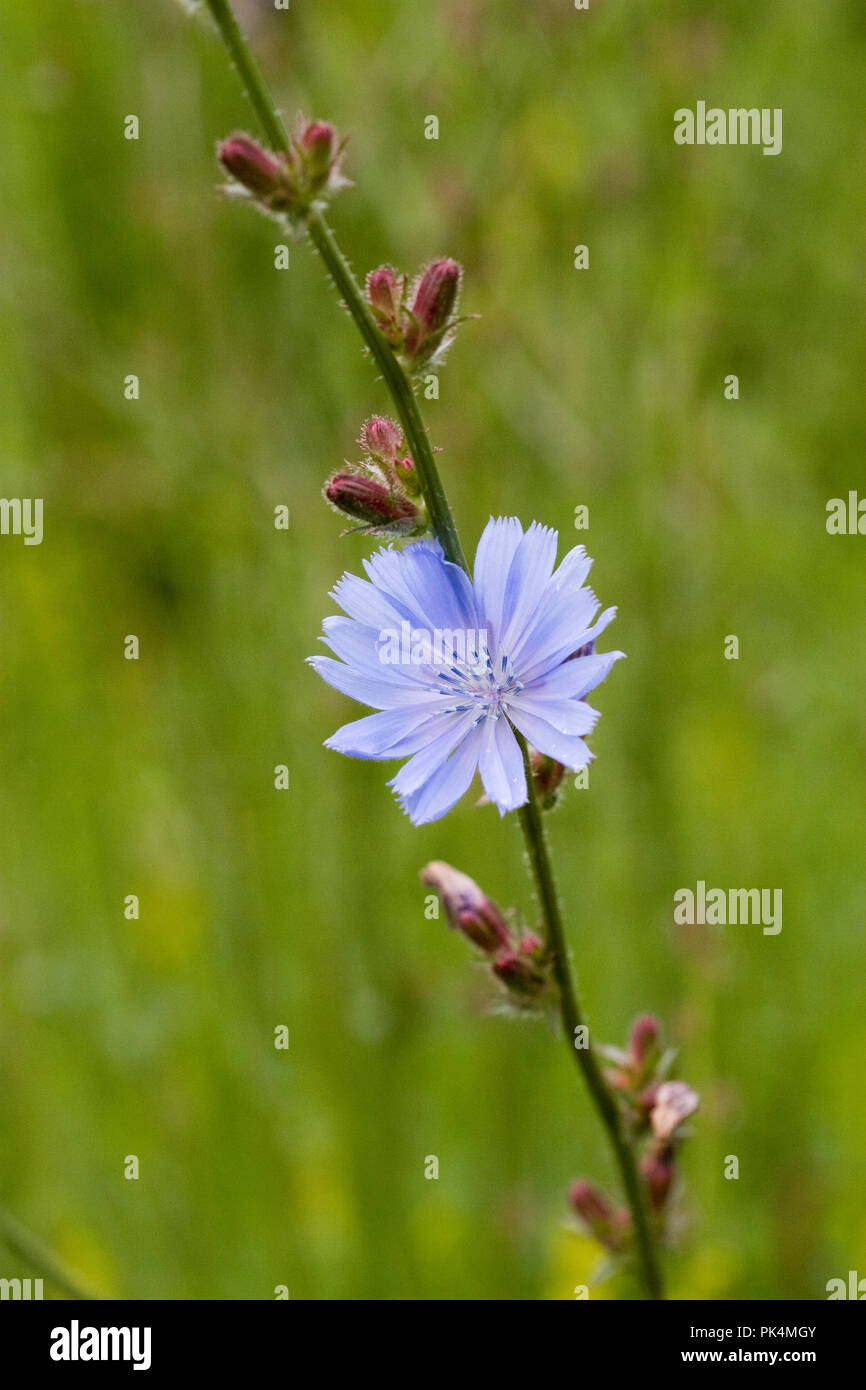 Wild chickory hi-res stock photography and images - Alamy