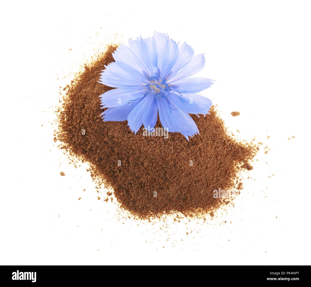 chicory flower and powder of instant chicory isolated on a white ...