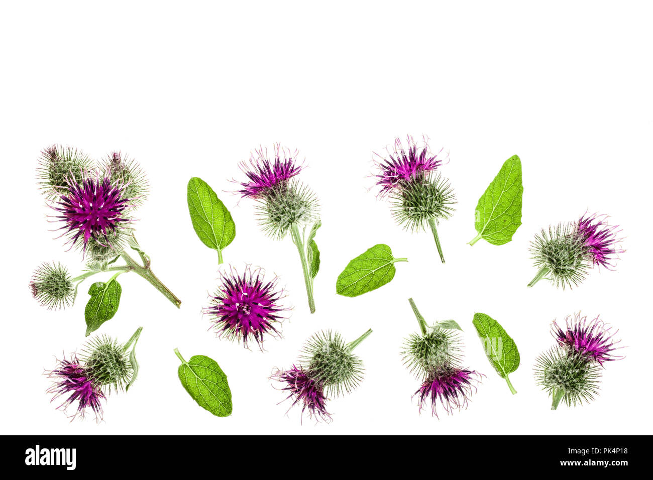 Burdock flower isolated on white background with copy space for your ...