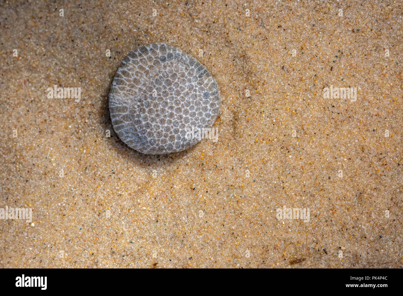 A Charlevoix stone (rock formed from skeletons of Favosite coral or ...