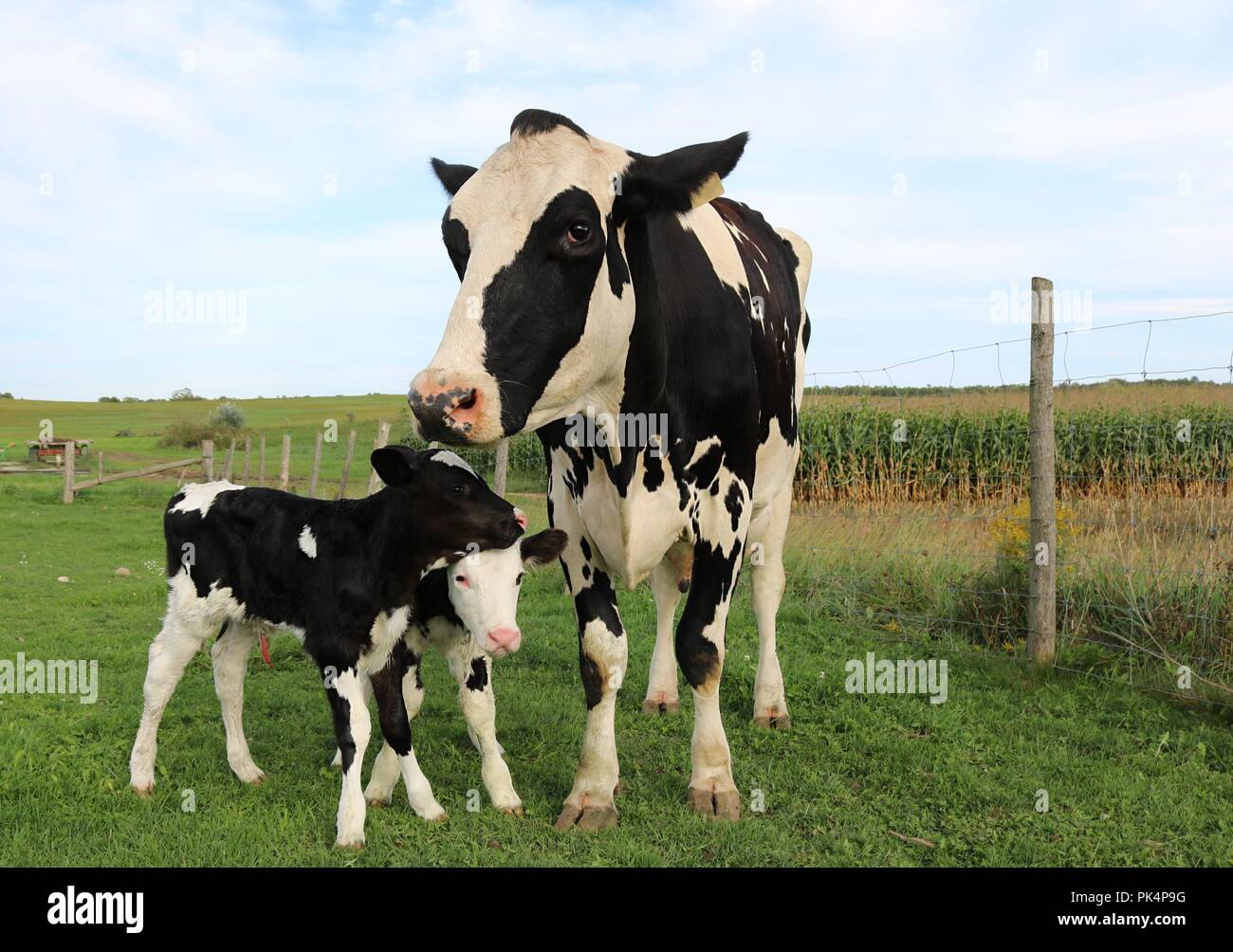 Cow And Twins High Resolution Stock Photography and Images - Alamy