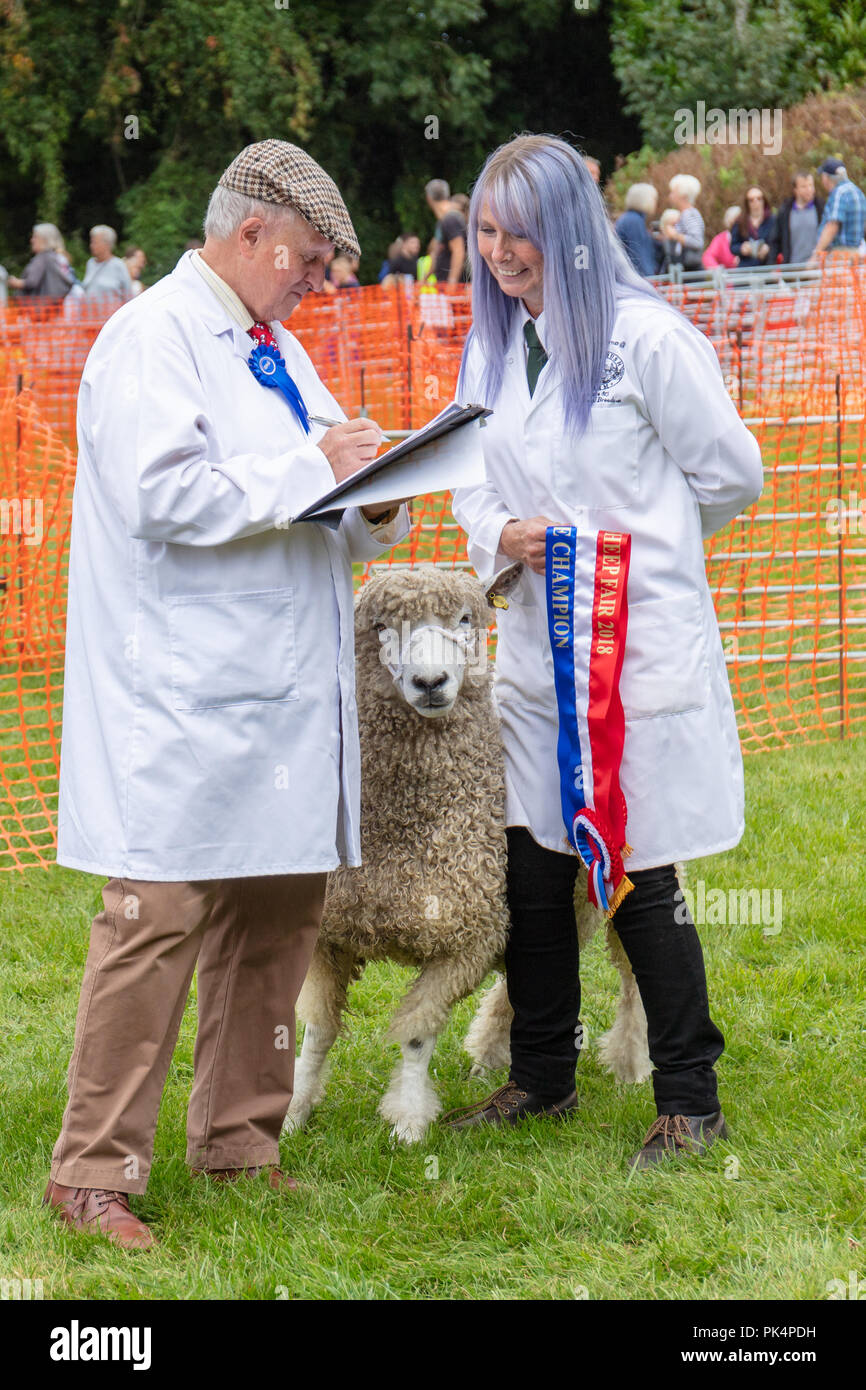 Sheep judging animal hi-res stock photography and images - Alamy