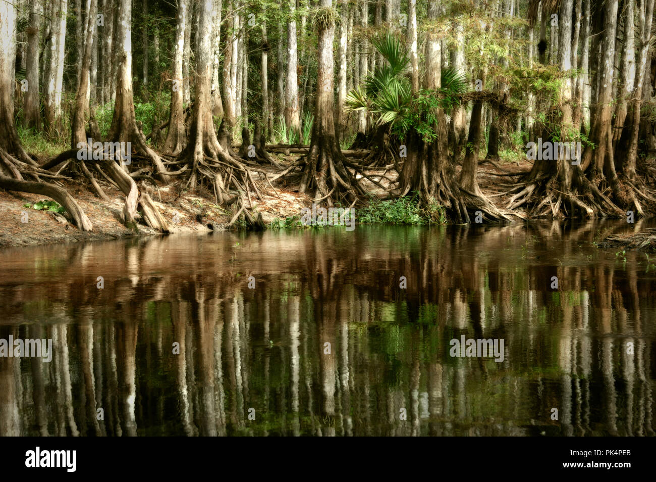 Stand of cypress trees hi-res stock photography and images - Alamy