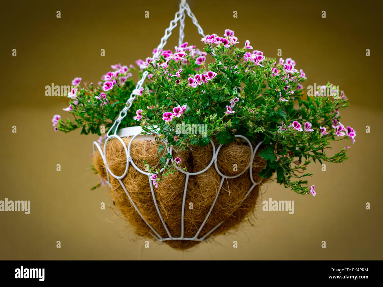 Hanging planter with beautiful flowers and plants Stock Photo - Alamy