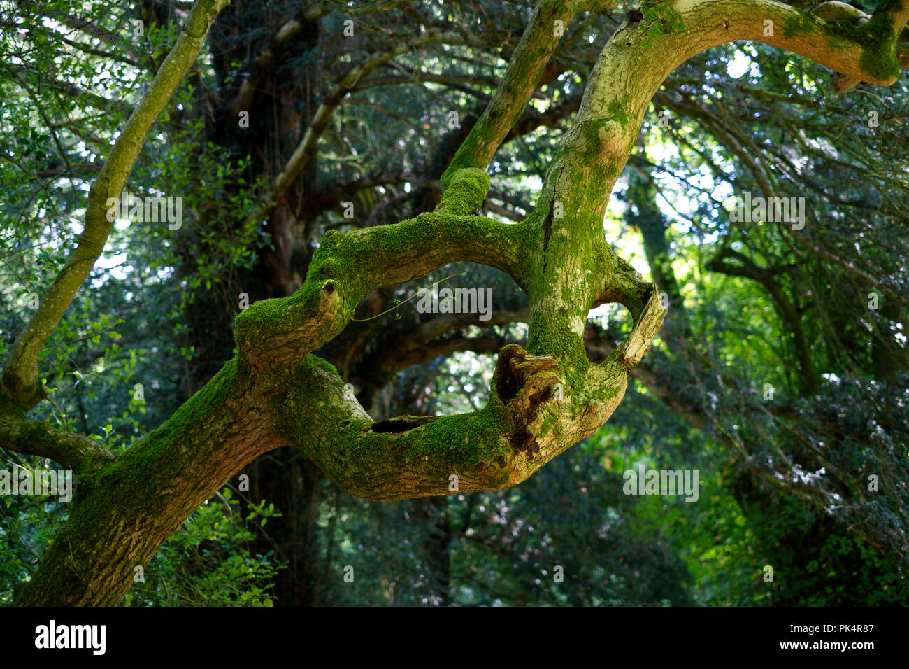Oak tree quercus robur branch hi-res stock photography and images - Alamy