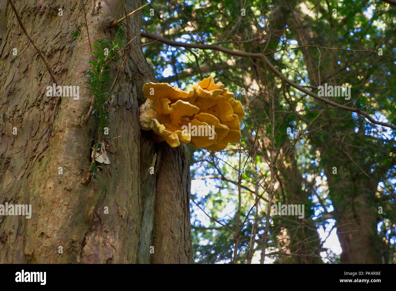 Yellow tree fungi hi-res stock photography and images - Alamy