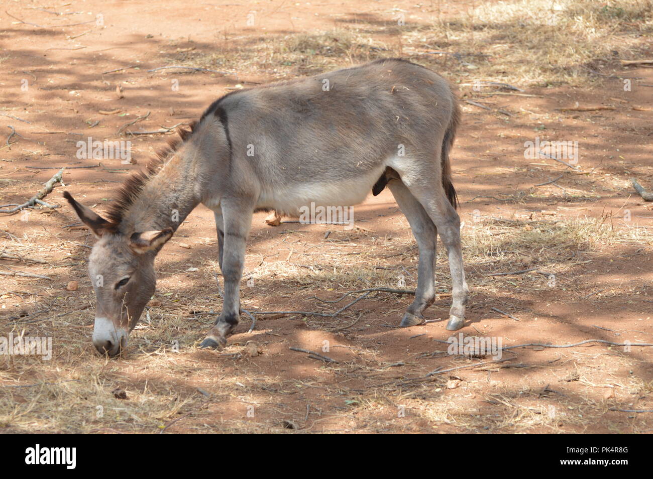 Jenny donkey hi-res stock photography and images - Alamy