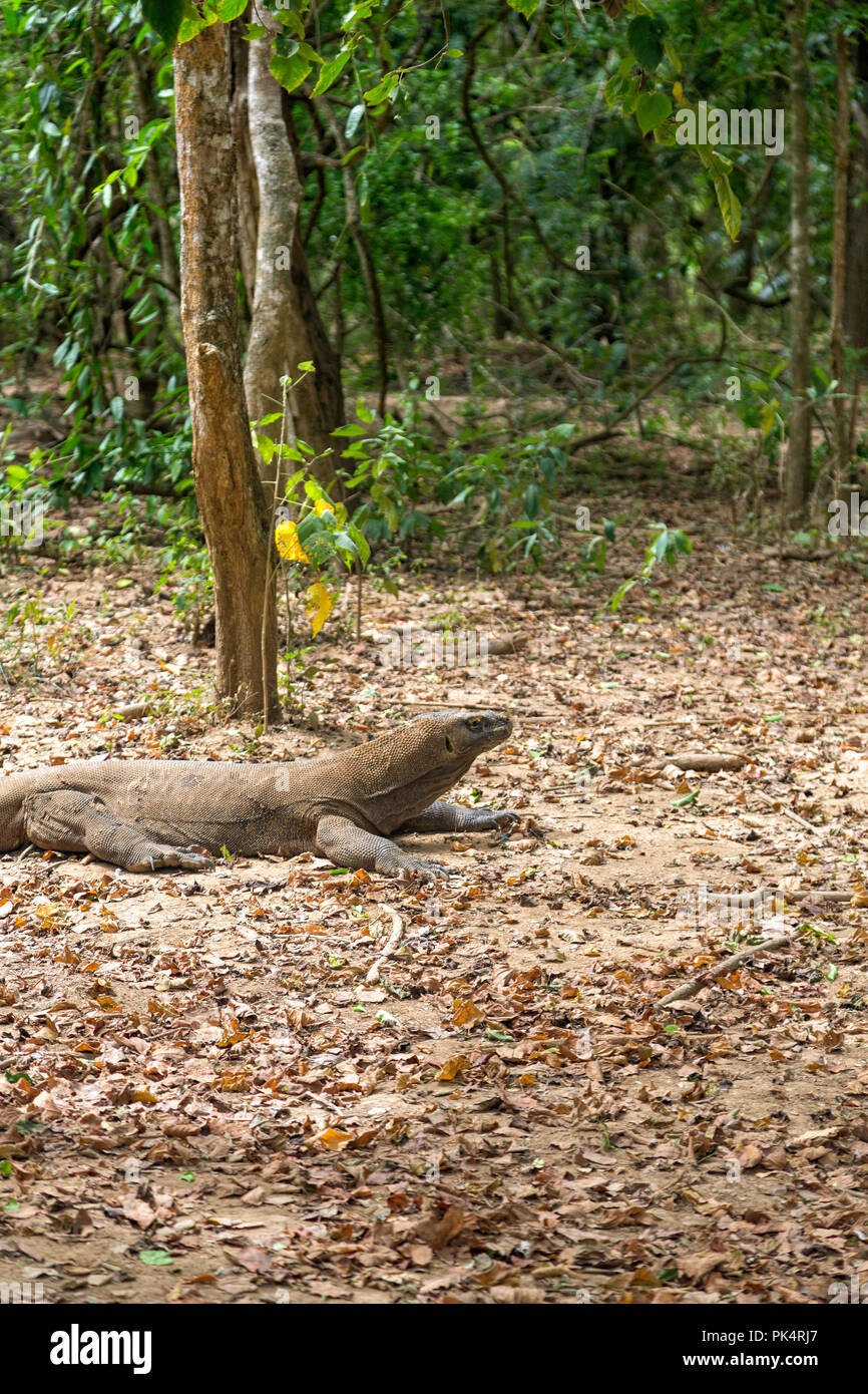 Portrait View of a Komodo Dragon in a small clearing in the Komodo ...