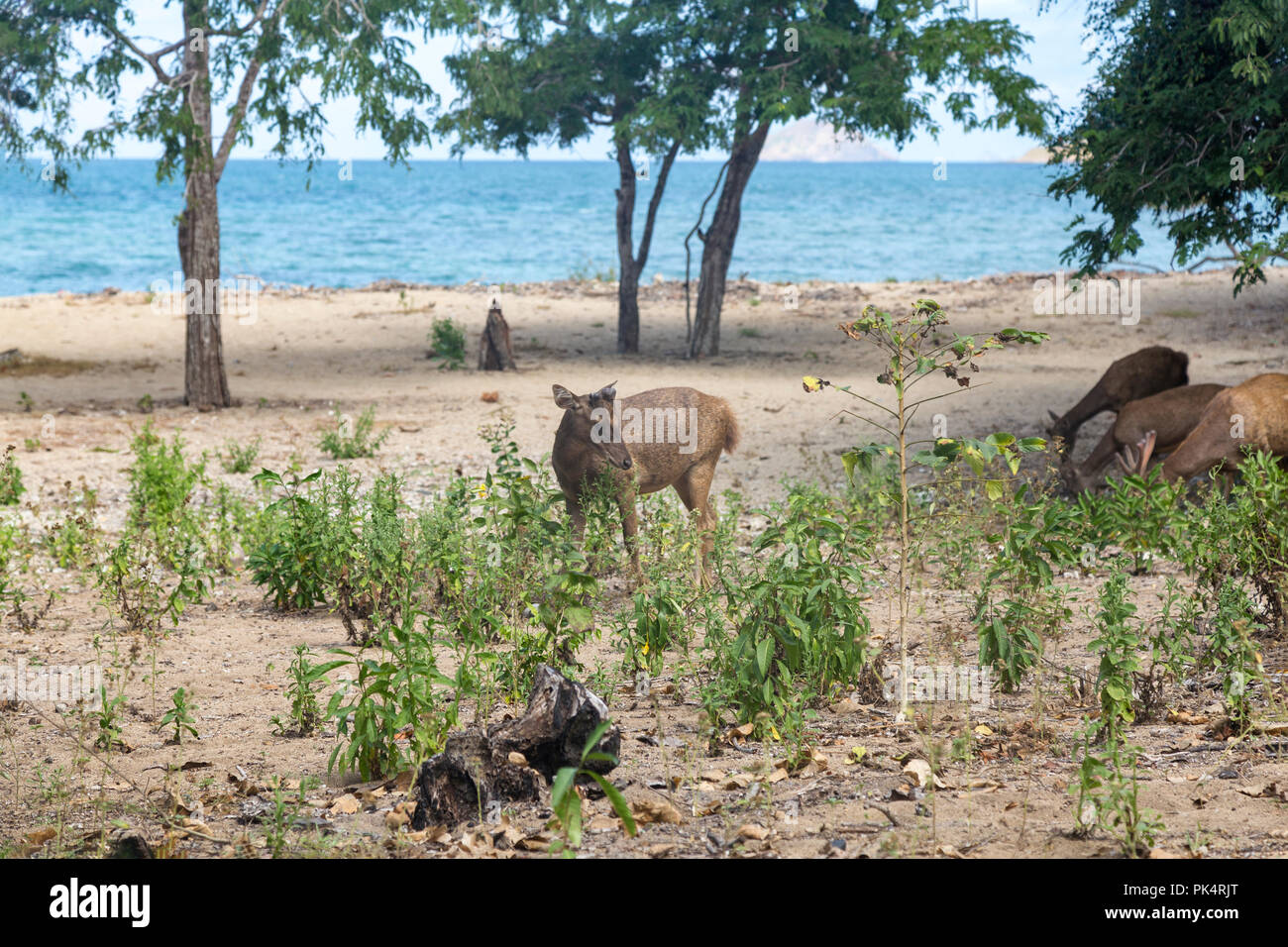 Common prey of Komodo dragon, deer feed near the beach on Komodo Island ...