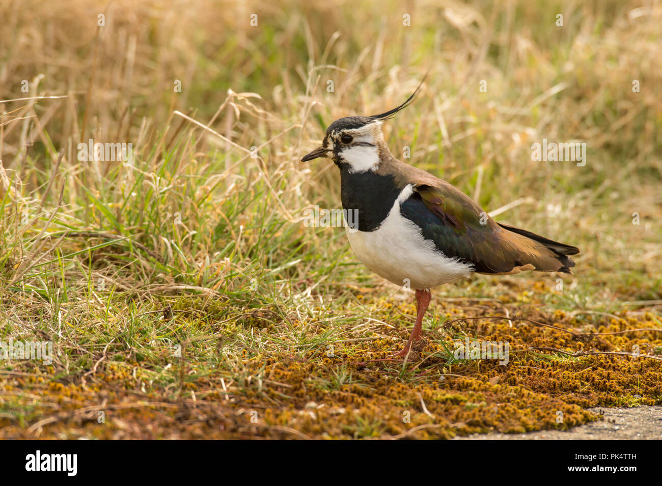 Lapwing peewit bird hi-res stock photography and images - Alamy