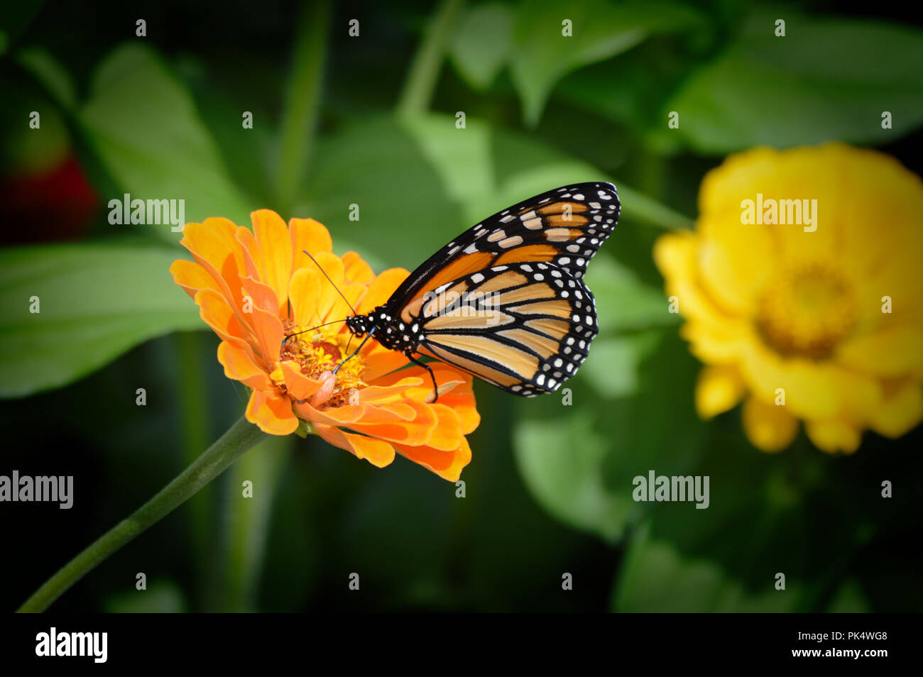 Monarch butterfly in the garden Stock Photo - Alamy