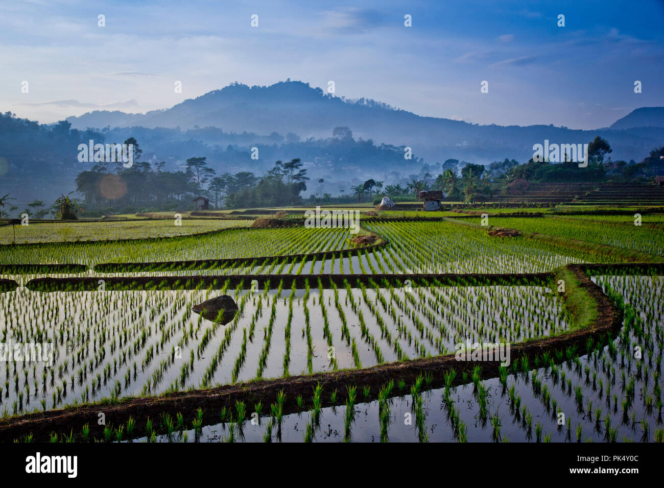 Rice fields landscape in the morning Indonesia Stock Photo - Alamy