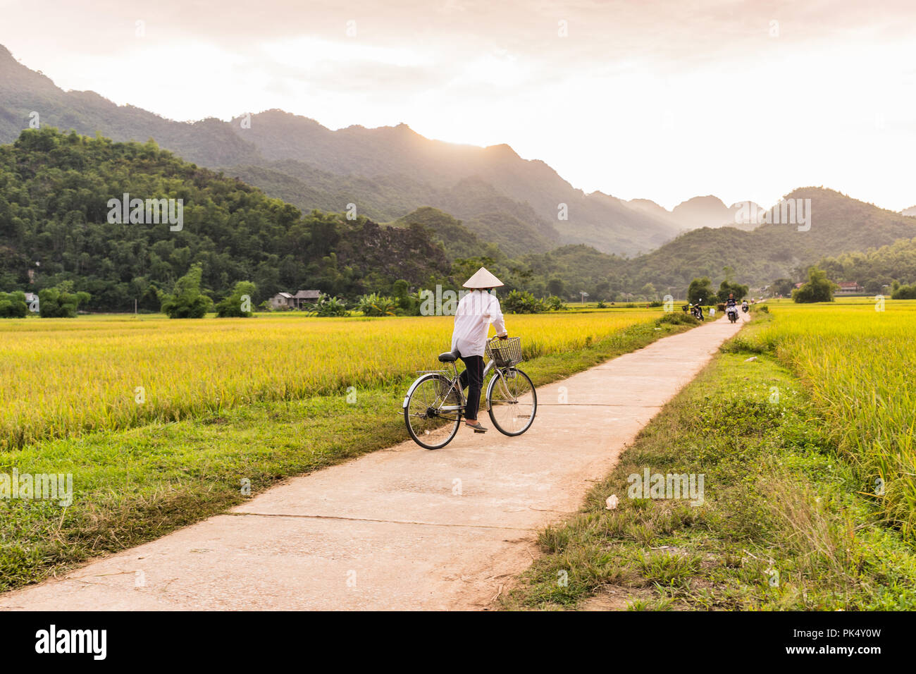 Woman in a rice hat riding a bicycle in a rice field near Lac Village ...